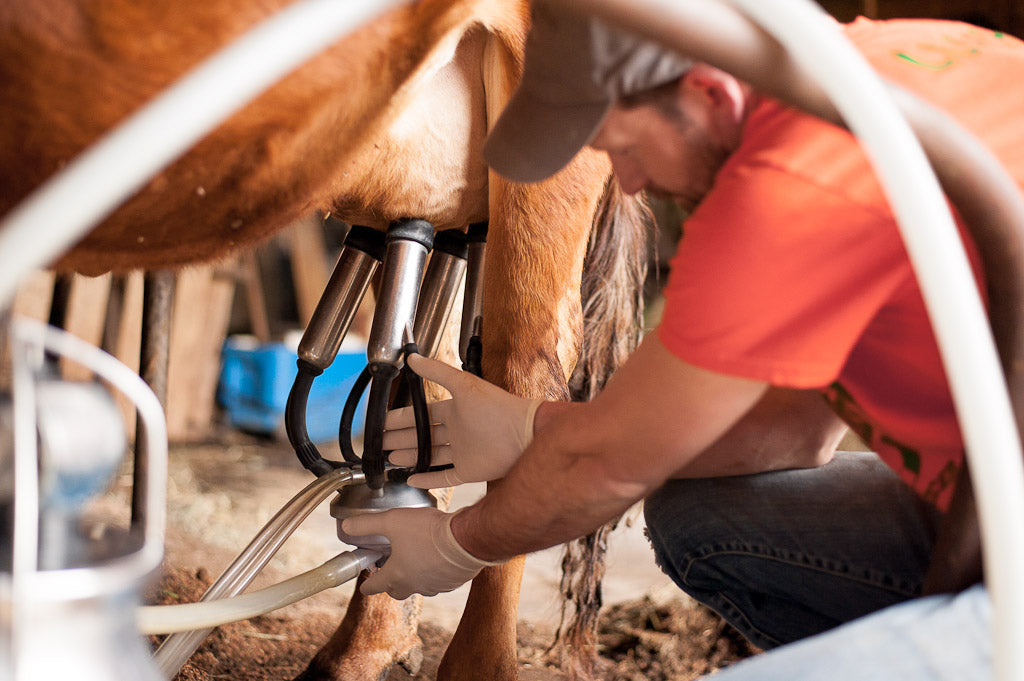 Once-A-Day Milking: the Best Breeds of Dairy Cow – Lane's End Farm Creamery