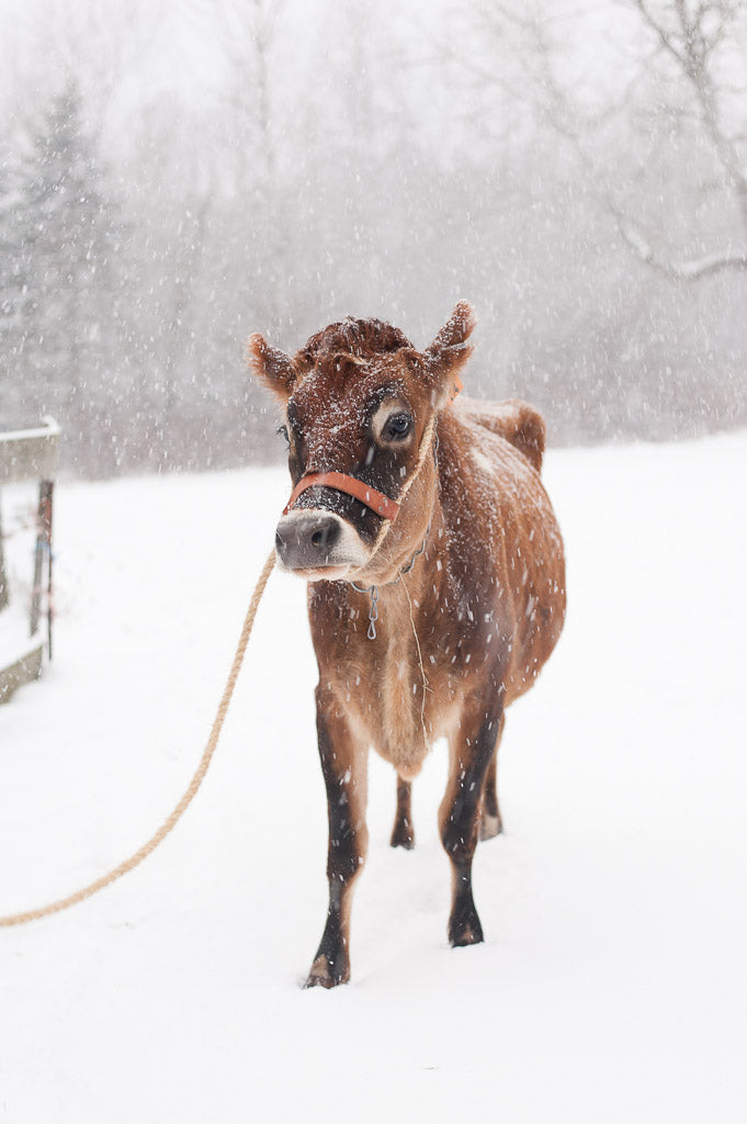 Happy Friday – Lane's End Farm Creamery